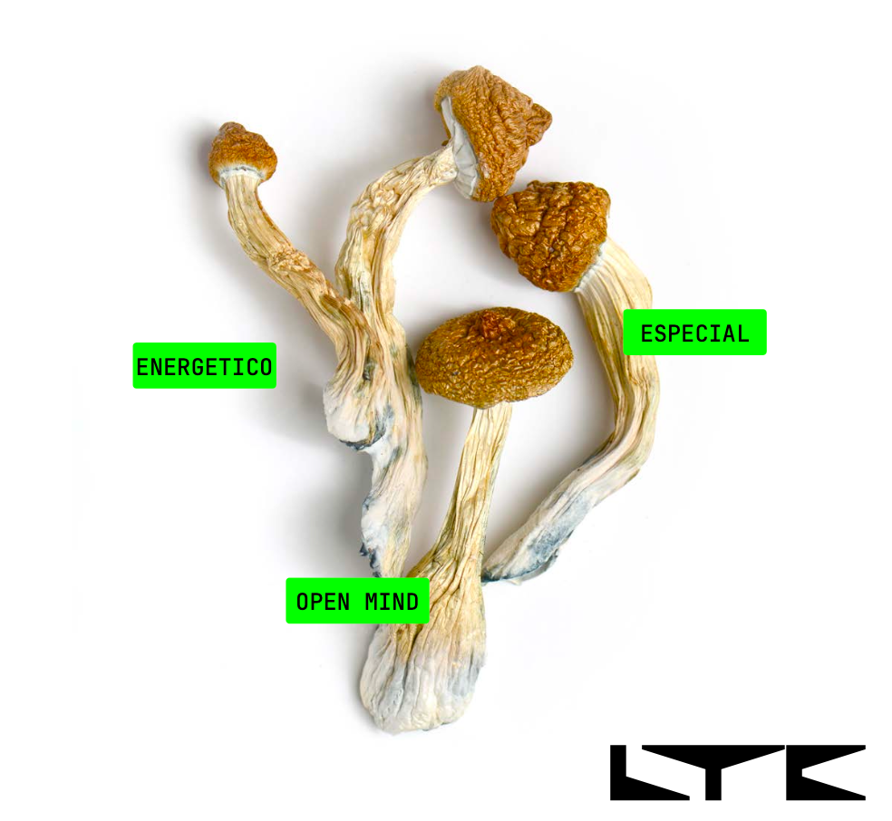 Tulum Cubensis – CANDY LAB MX